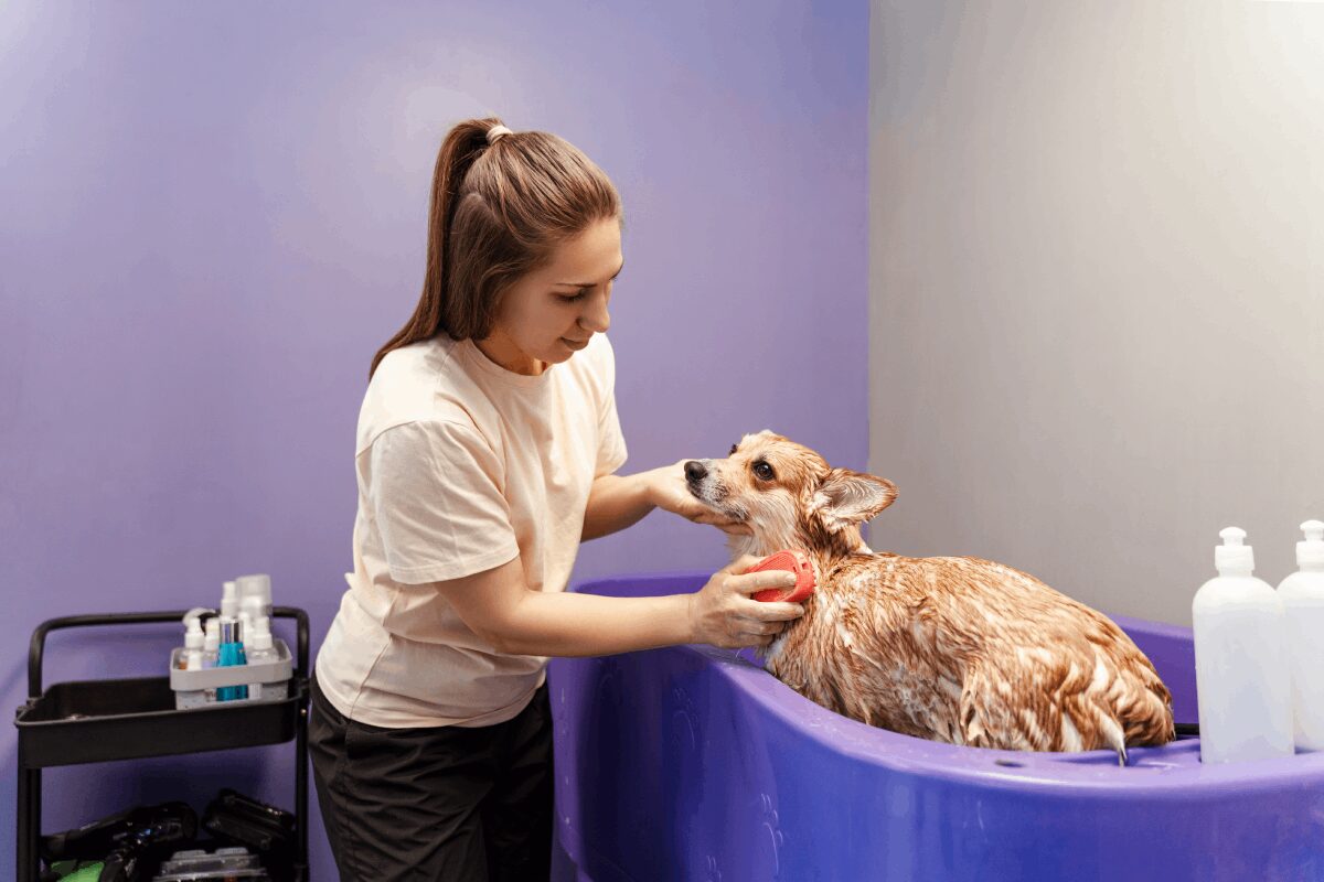 Our Services - Clipper Cottage - Cat Grooming Services